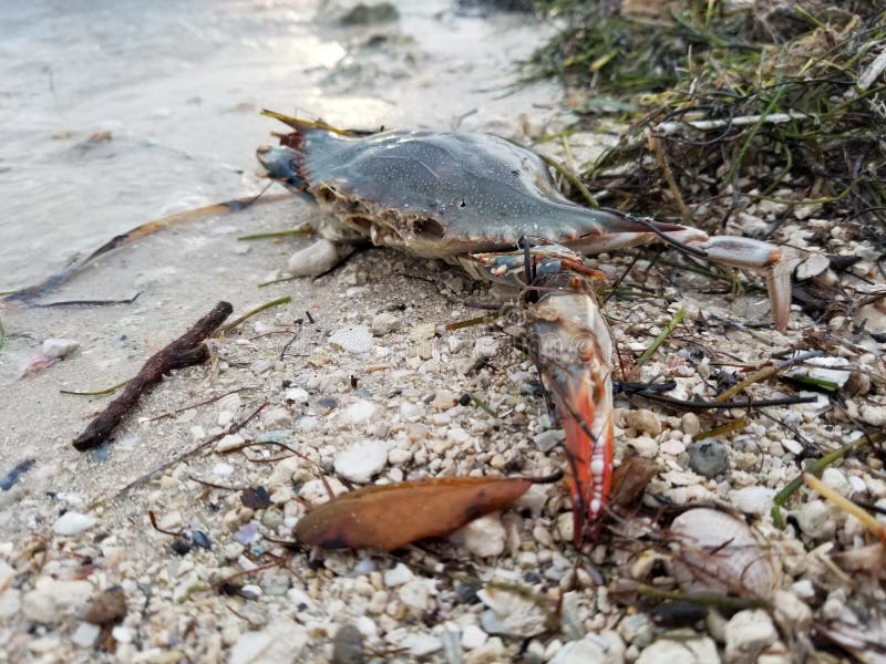 Dead Crab Washed Up on a Beach Stock Image - Image of crab, dead: 205830847