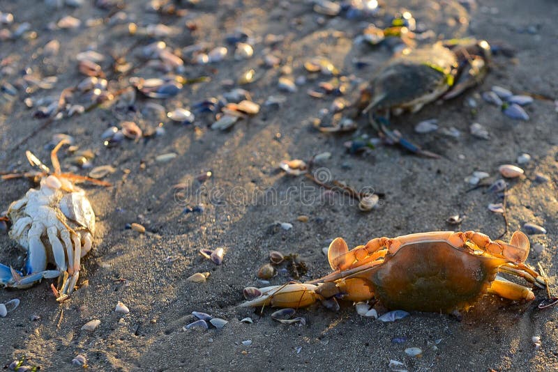 Dead Crabs and Marine Life on the Beach Stock Image - Image of ...