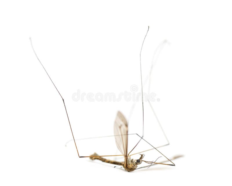 Dead Crane Fly Lying on Its Back, Tipula, Isolate Stock Image - Image ...