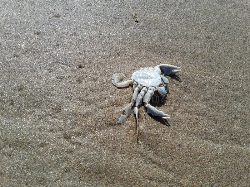 Beach Creatures stock image. Image of snail, coral, water - 3778771