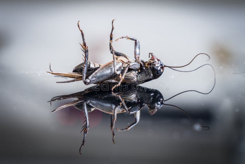 Dead Cricket stock image. Image of insect, pest, background - 20428309