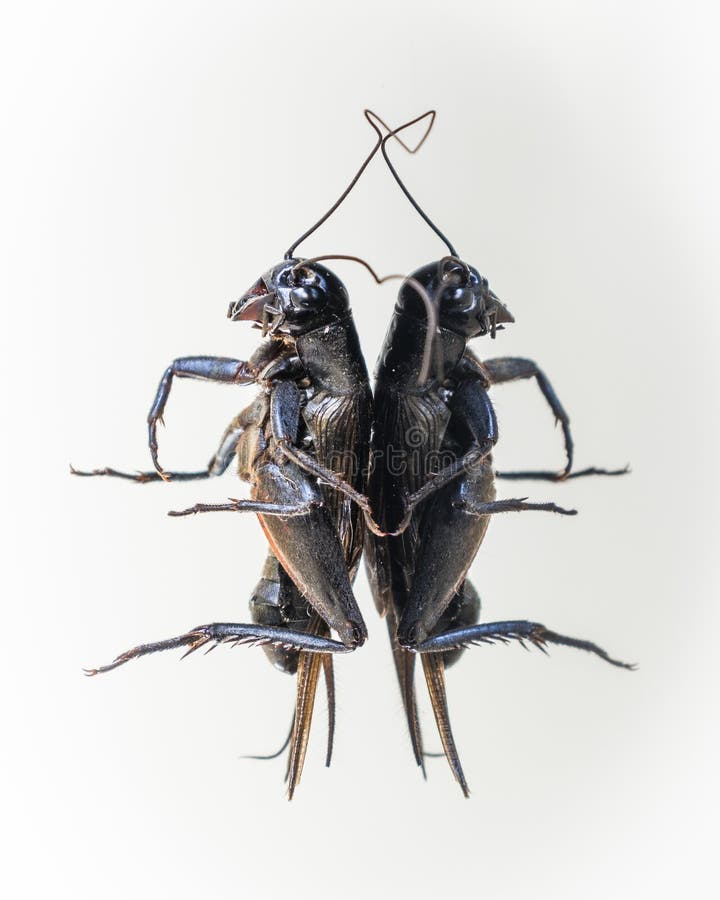 Dead Cricket stock image. Image of insect, pest, background - 20428309