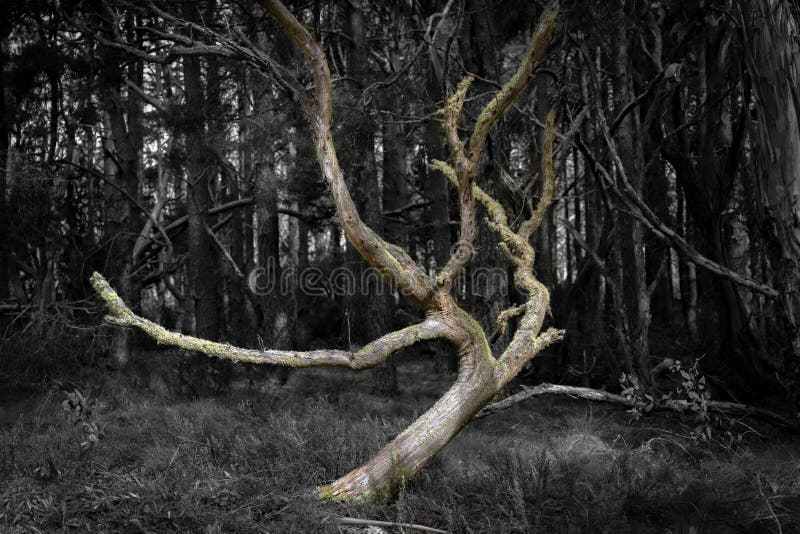 Dead Crooked Tree in the Dark Forest. Stock Photo - Image of landscape ...