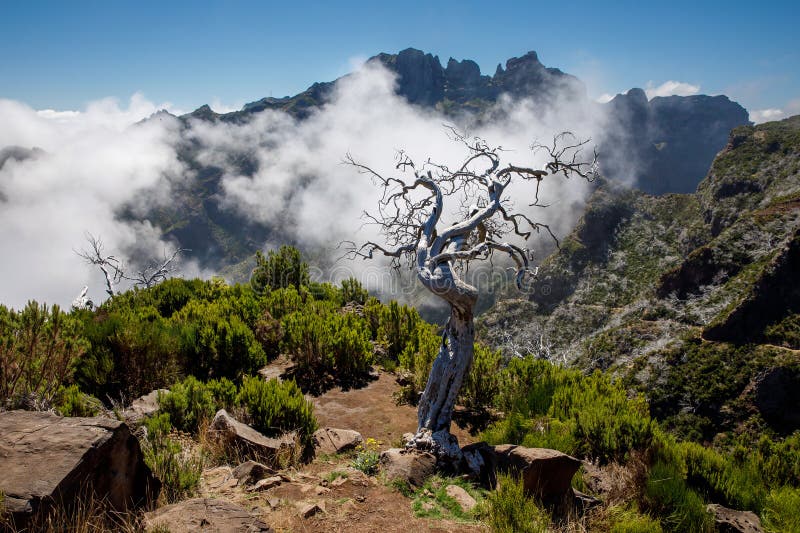 Dead Crooked Tree, Mountains and Clouds in Background. Stock Image ...