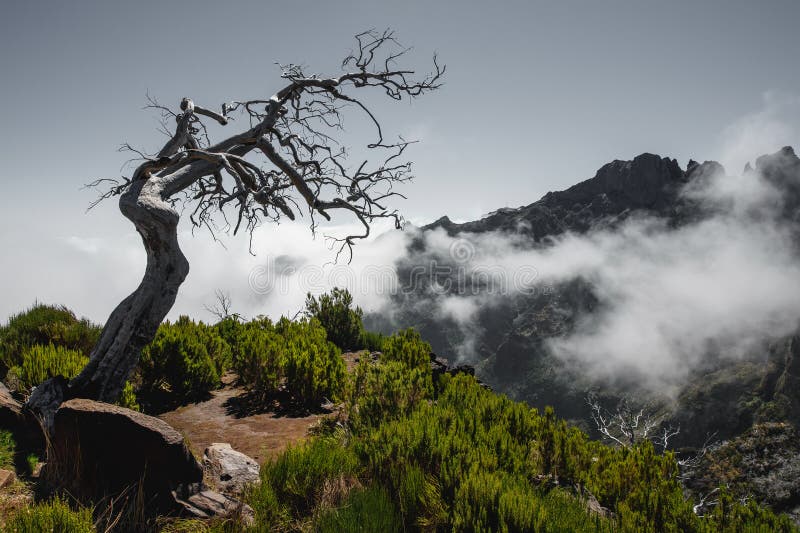 Dead Crooked Tree in Mountains. Stock Image - Image of nature, valley ...
