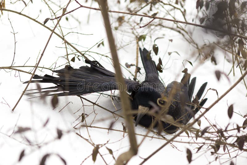 A dead crow in the snow stock photo. Image of blackbird - 51497082