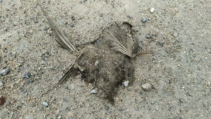 Dead and Crushed Bird on the Ground is Blown by the Wind. Stock Video ...