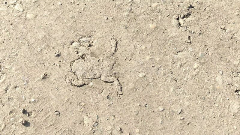 Dead Crushed Dried Frog or Toad on the Road in the Dust Stock Video ...