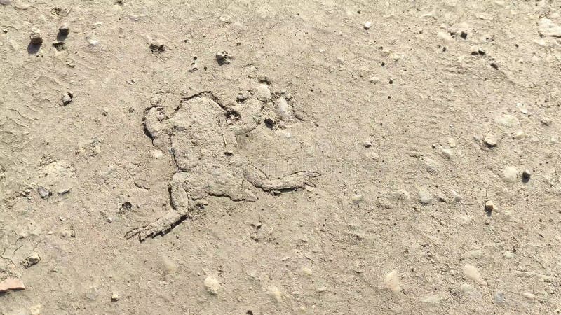 Dead Crushed Dried Frog or Toad on the Road in the Dust Stock Video ...