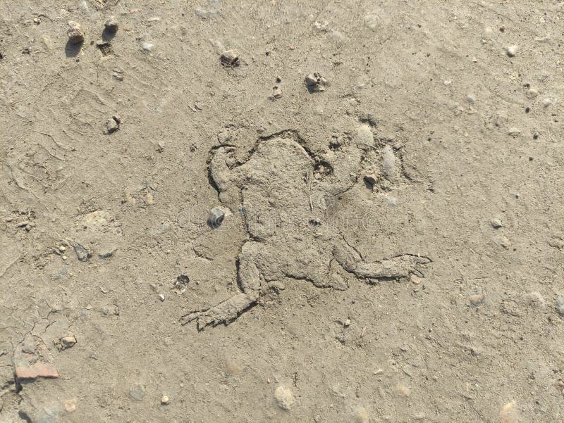 Dead Crushed Dried Frog or Toad on the Road in the Dust Stock Image ...