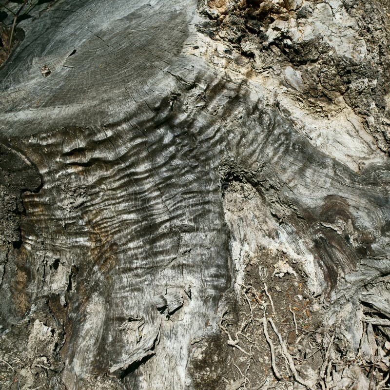 Dead and Cut Tree in Putrefaction Stock Photo - Image of view, dead ...