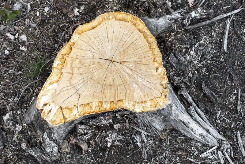 Cut Tree Trunk. Fresh Stump Stock Photo - Image of deforestated, leaf ...