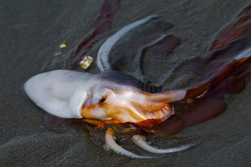 Dead Cuttlefish on the Beach, Nature, Animals Stock Photo - Image of ...