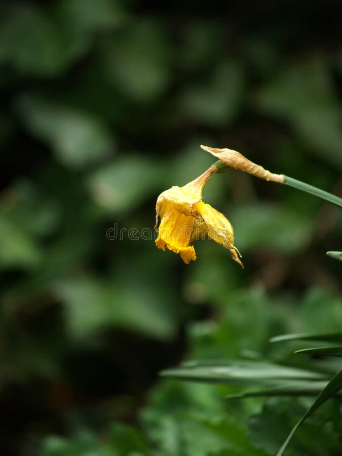 Dead daffodil stock photo. Image of brown, foliage, horticulture - 873116