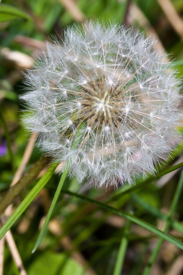 Dead Dandelion between Paving Slabs in Winter Stock Image - Image of ...