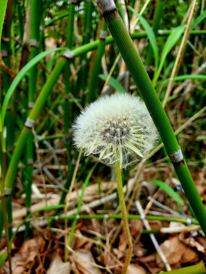 Dead Dandelion Fluff and Green Bamboo Stock Image - Image of bamboo ...