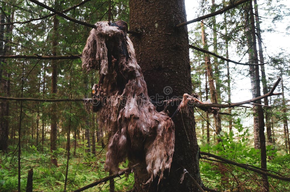Dead Decayed Animal on Tree Branches Stock Image - Image of decayed ...