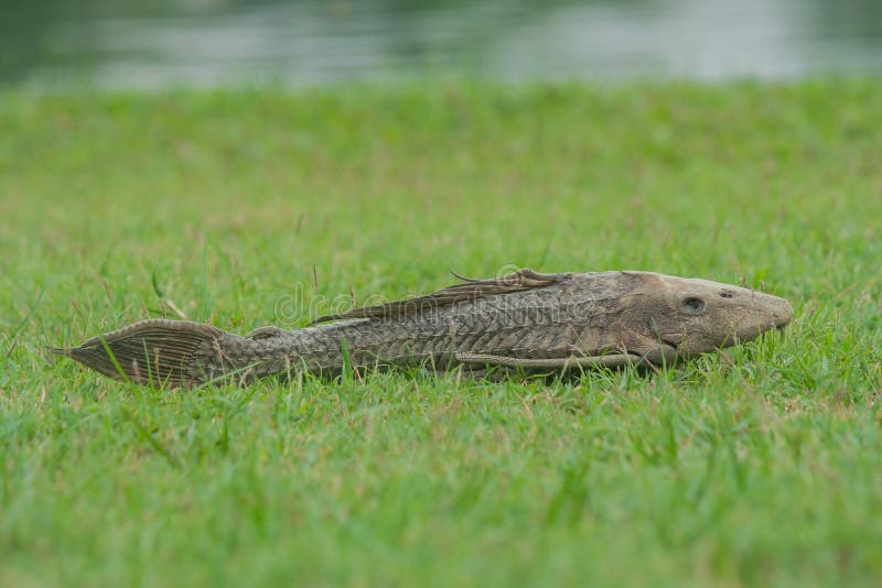 Dead and Decayed Fish on Green Grass with Lake Background. Stock Image ...