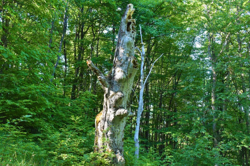 Dead decaying beech stock image. Image of green, foliage - 249688355