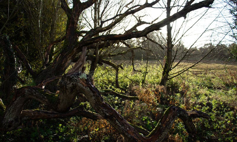 Dead and Decaying Old Tree Branches with Trees Stock Image - Image of ...