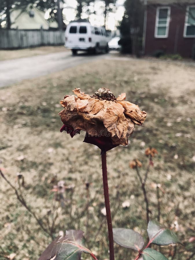 Dead Rose stock photo. Image of focus, decaying, dead - 136394822