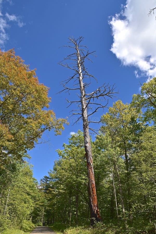 219 Old Dead Cedar Tree Stock Photos - Free & Royalty-Free Stock Photos ...