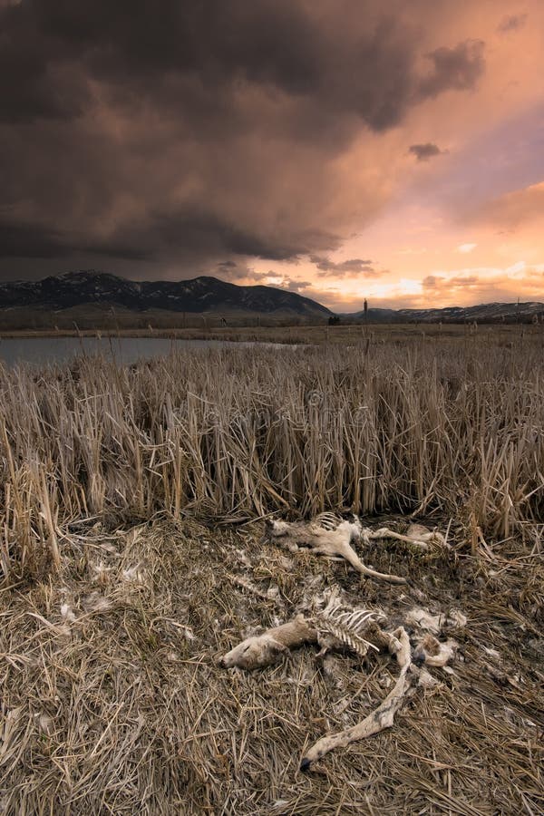 Dead Deer Landscape stock image. Image of pink, carcass - 5993535