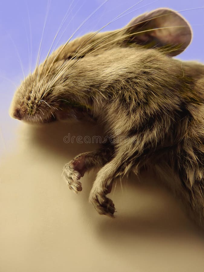 Mouse Droppings, Faeces, Isolated On White Background. Rodent ...