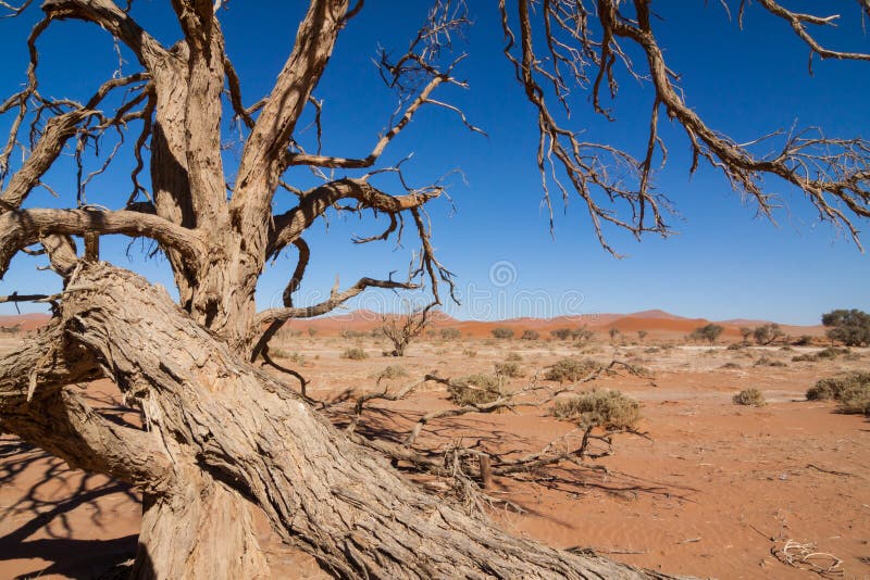 Dead desert tree stock image. Image of desolate, blue - 37710747