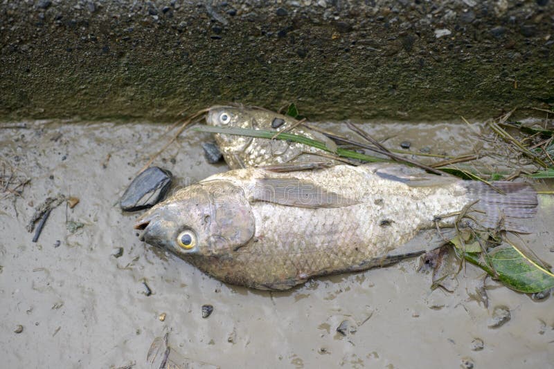 Dead die fish stock photo. Image of animal, climate, ecology - 86005264
