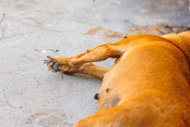 Dead Dog Corpse on the Ground with Flies Over Stock Photo - Image of ...