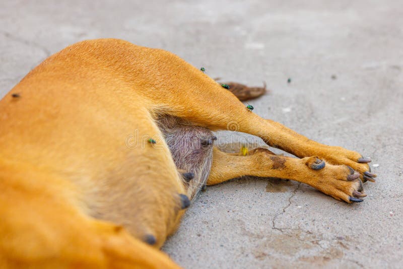 Dead Dog Corpse on the Ground with Flies Over Stock Photo - Image of ...