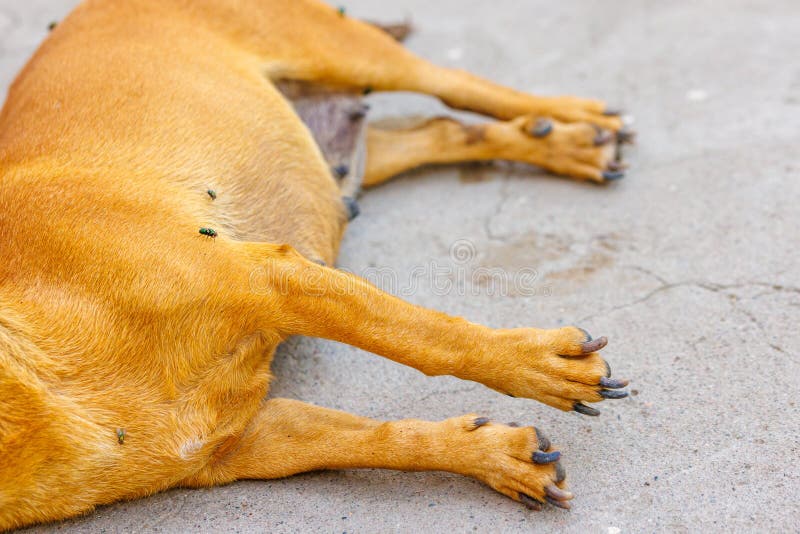 Dead Dog Corpse on the Ground with Flies Over Stock Image - Image of ...