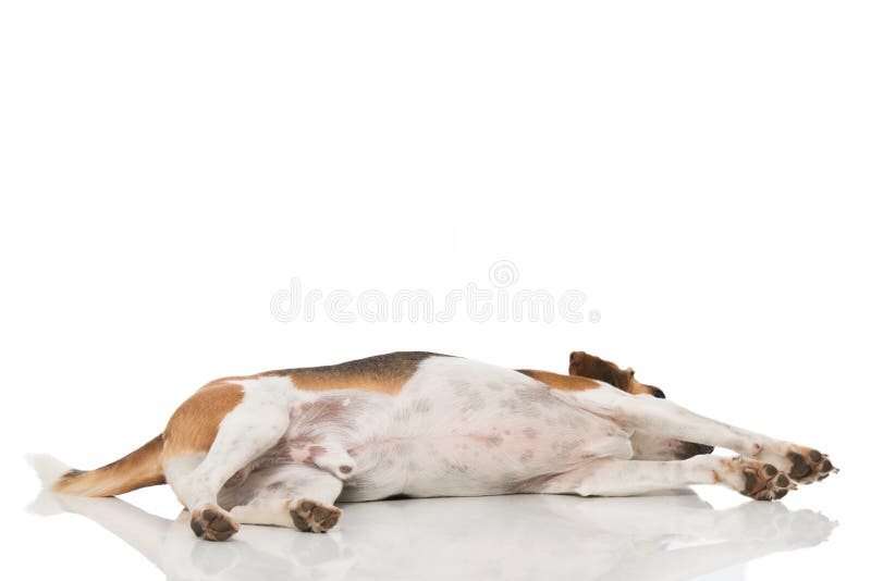 Dead dog stock image. Image of beagle, education, plays - 48718883