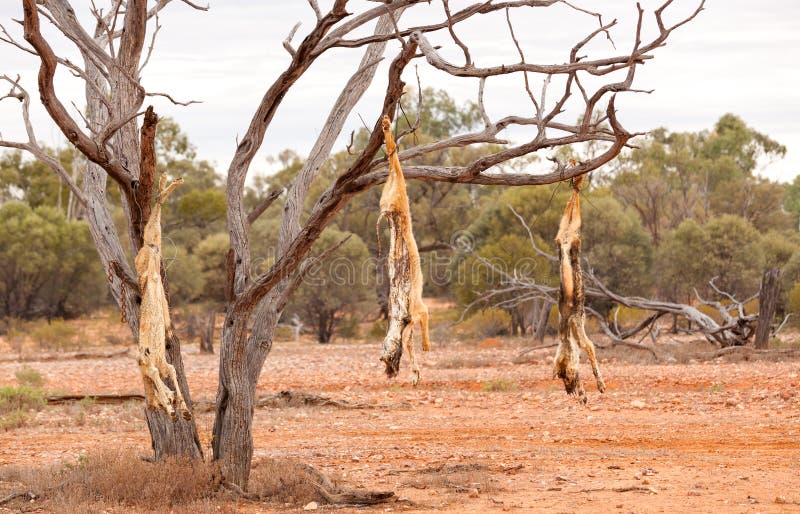 Dead Dogs Hanging in Outback Australia Stock Image - Image of dead ...