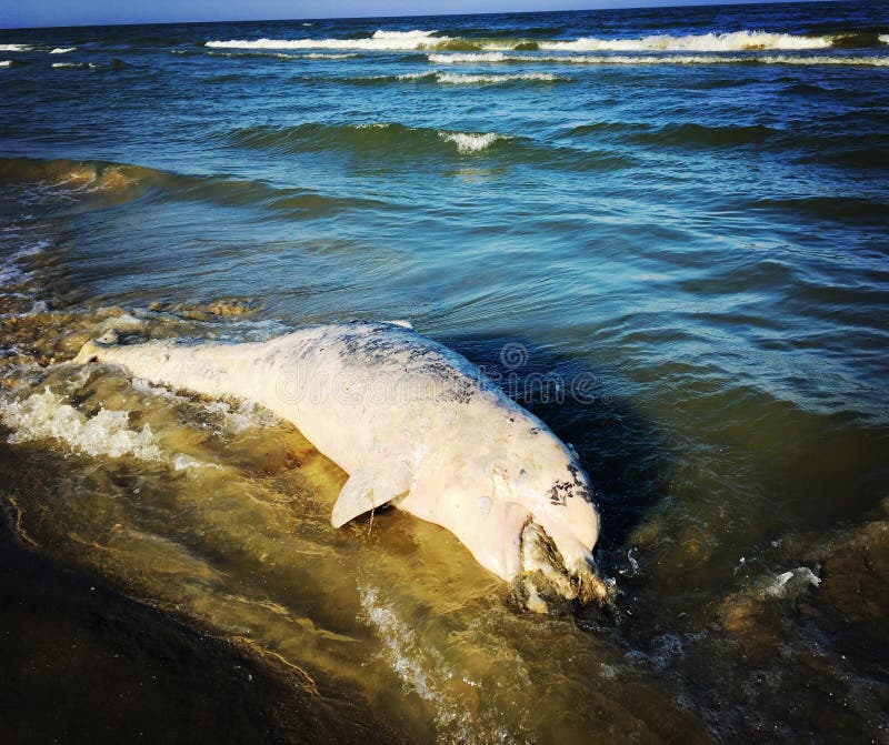 Dead dolphin stock image. Image of cetacean, dolphin - 124598779