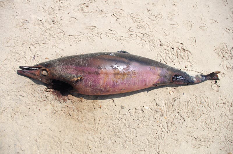 Dead dolphin stock image. Image of illness, nature, french - 146162233