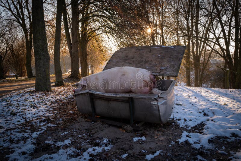 Dead Domestic Pig Lies in a Large Tub Stock Image - Image of hang, work ...