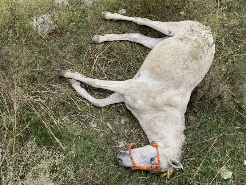 Dead Donkey Lying on the Ground with Rope Harness Stock Image - Image ...