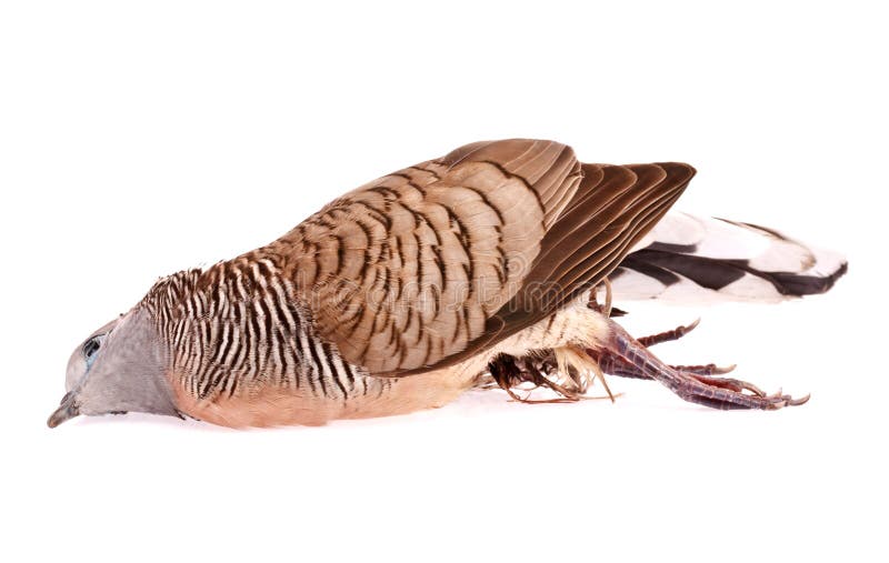 Dead Dove Brid On White Royalty Free Stock Photo - Image: 27988095