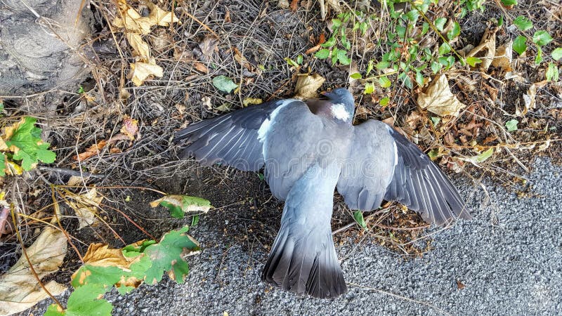 A dead dove on the grass stock photo. Image of death - 103225866