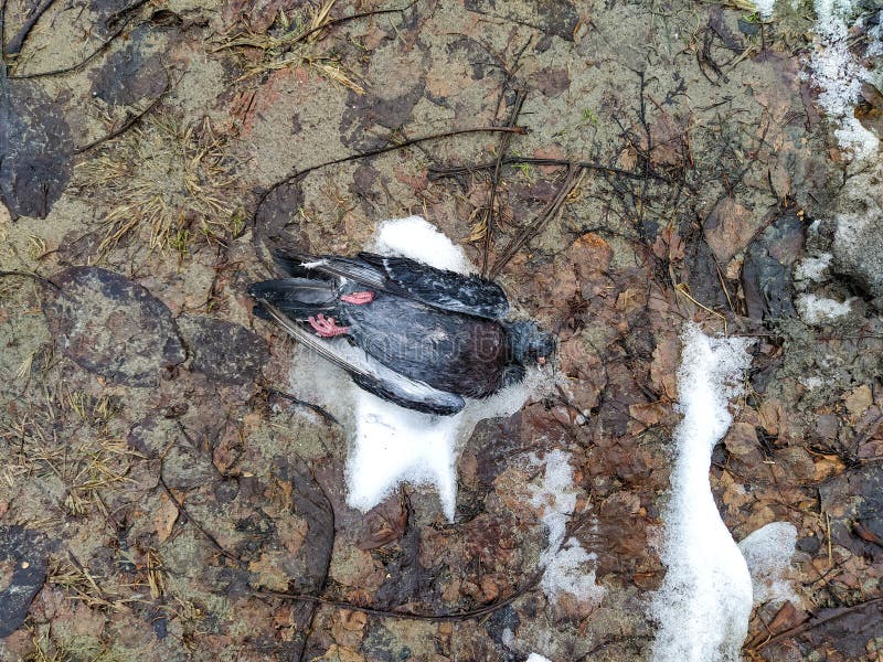 Dead dove on frozen ground stock photo. Image of dying - 211566044