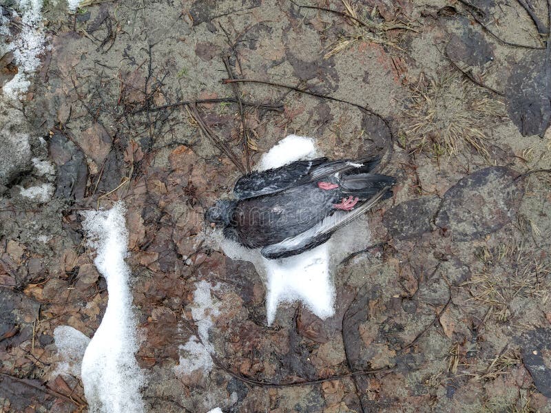 Dead Dove on the Ground in Snow Stock Image - Image of flying, feather ...