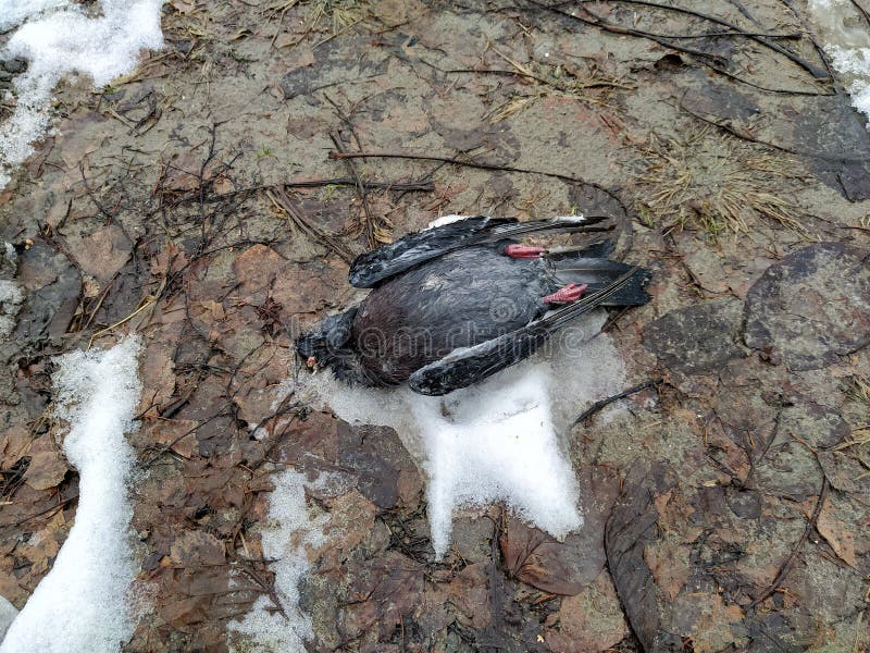 Dead Dove on the Ground in Snow Stock Image - Image of color, dove ...