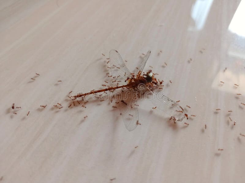 A Dead Dragonfly Being Picked Up by a Bunch of Ants Stock Image - Image ...
