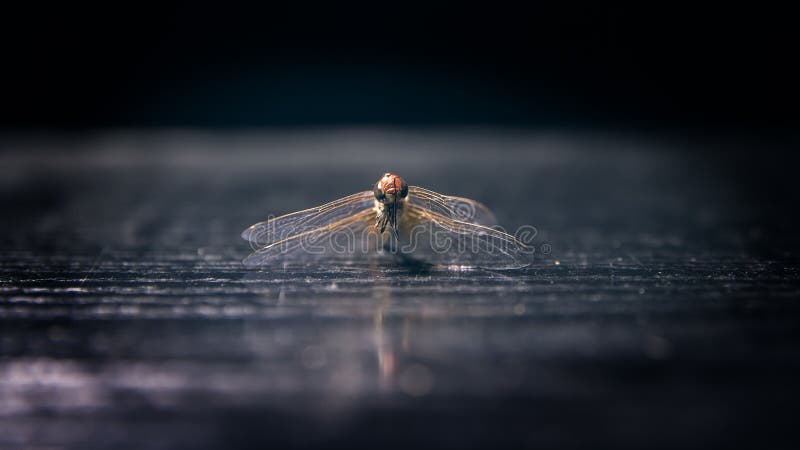 Dead Dragonfly on the Ground Stock Image - Image of dragonfly ...