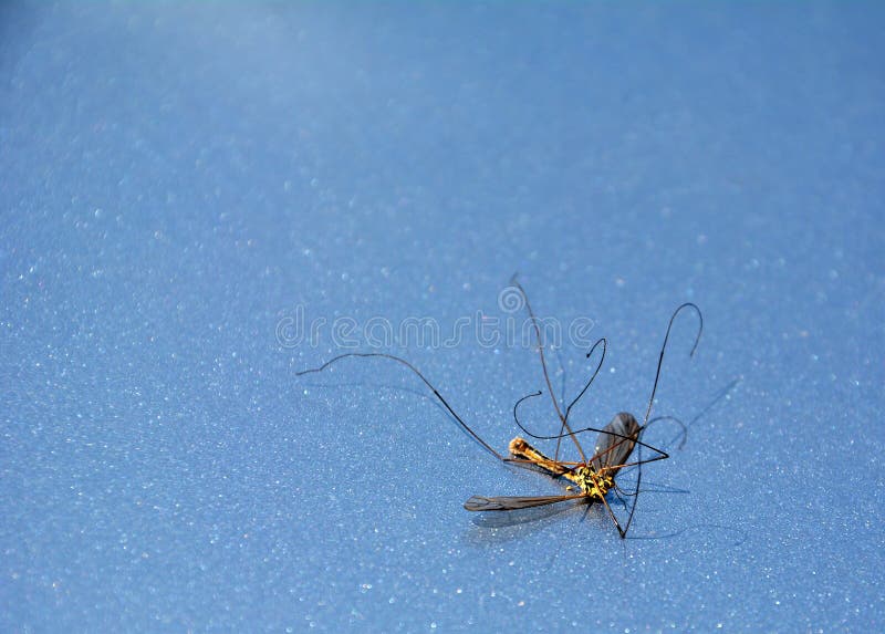 Dead dragonfly stock image. Image of legs, natural, parasitic - 49390053