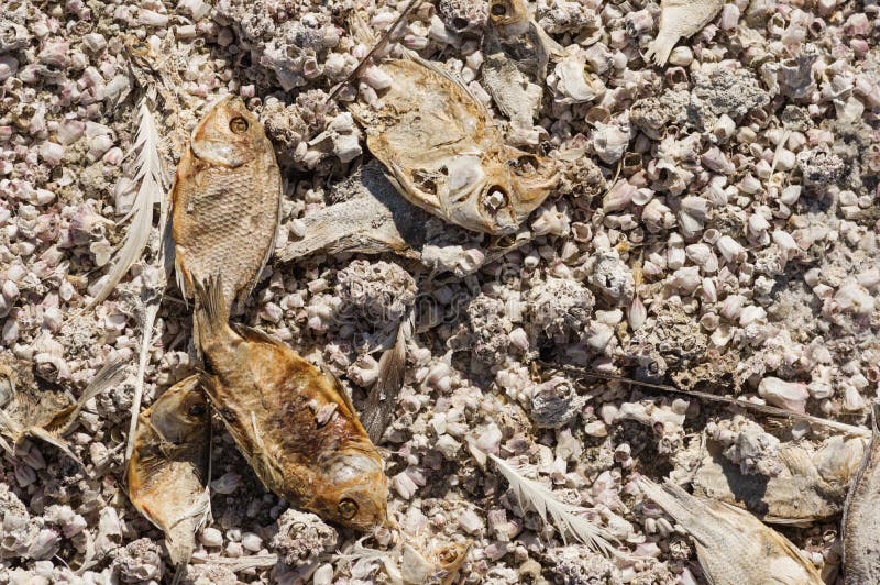 Dead Dried Fish stock photo. Image of environment, dessicated - 46694350