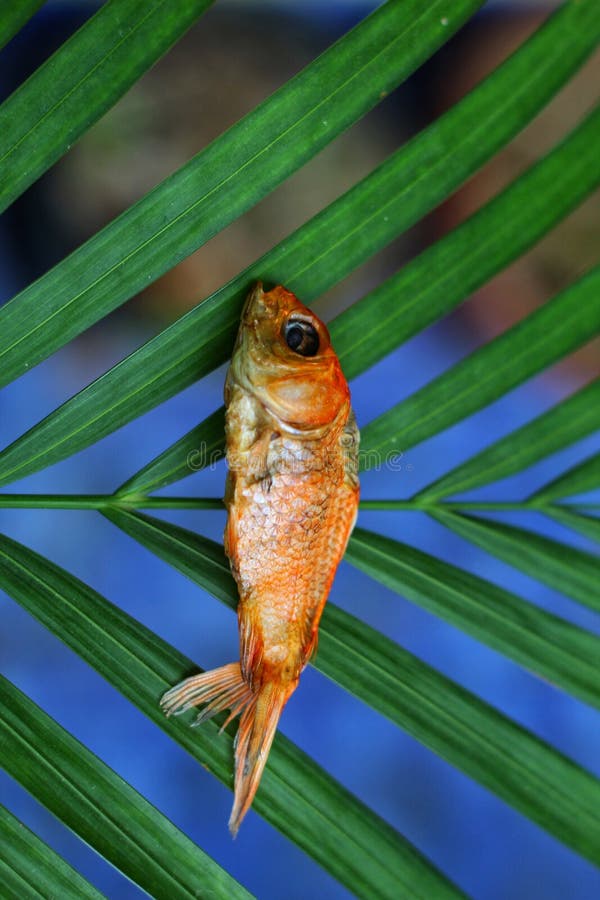 Dead Dried Goldfish Laying on Leaf HD Wallpaper Stock Image - Image of ...