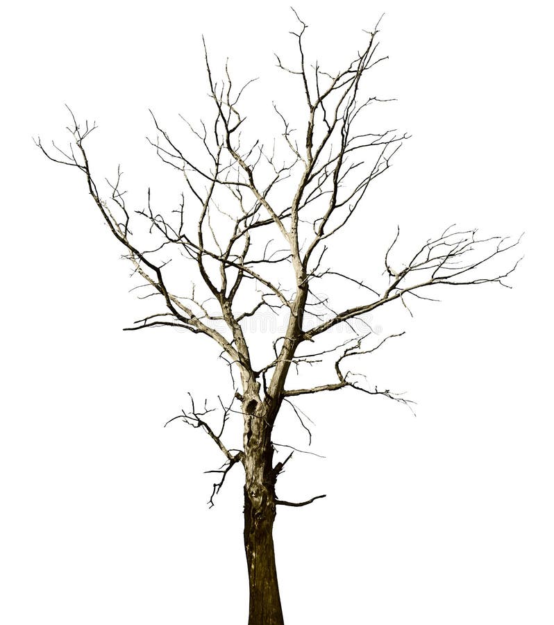 120+ Dead tree isolated Free Stock Photos - StockFreeImages 120+ Dead tree isolated Free Stock Photos - StockFreeImages